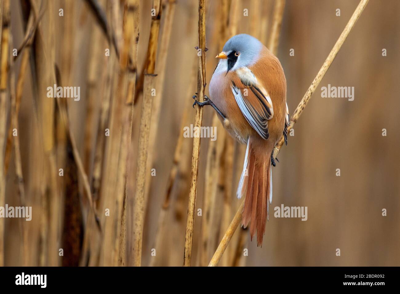 Bartmeise (Panurus biarmicus) Männchen Stock Photo - Alamy