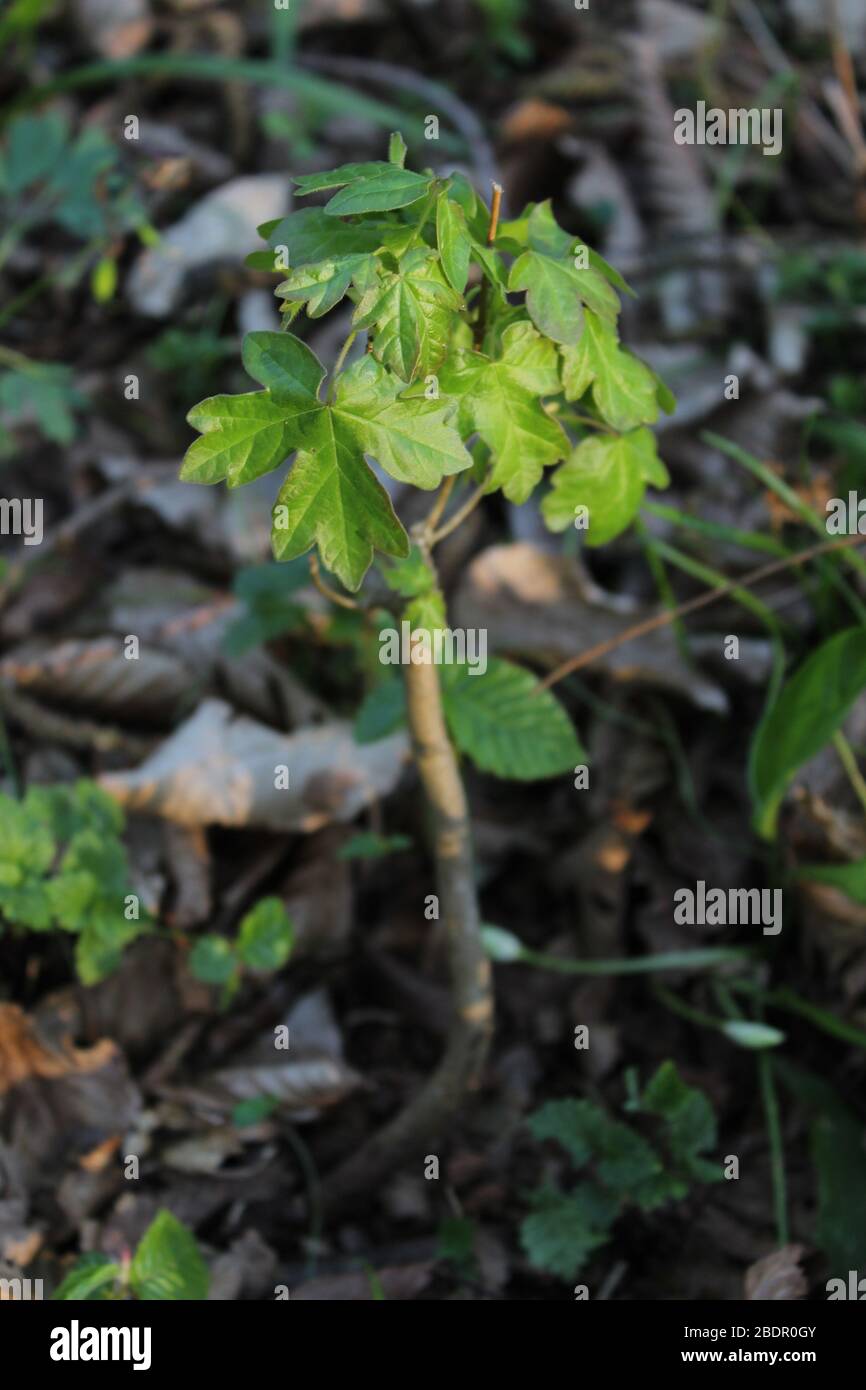 Little tree hi-res stock photography and images - Alamy