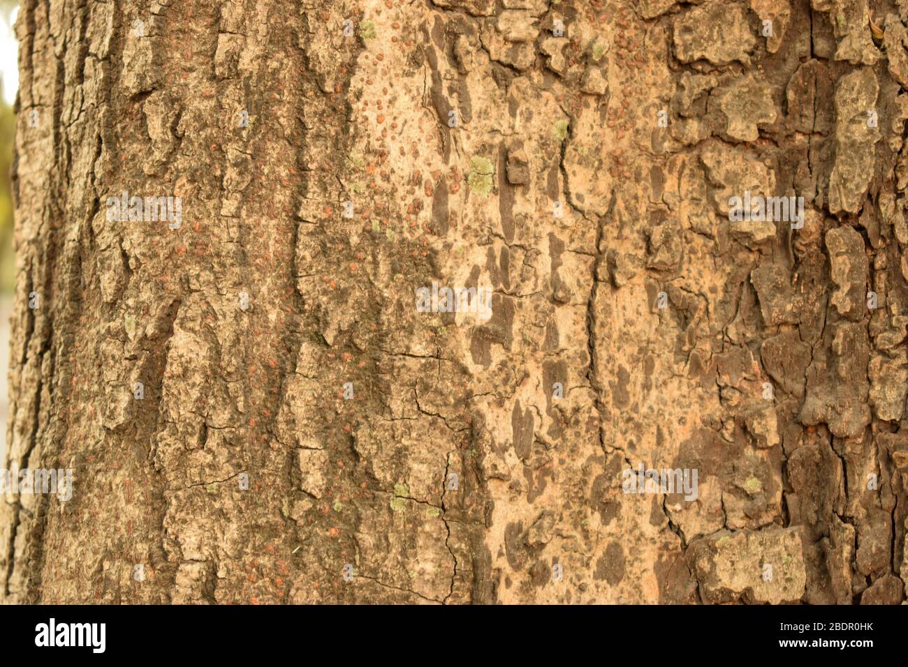 Dry Tree Branch Textured Close-up background Macro Stock Photography ...