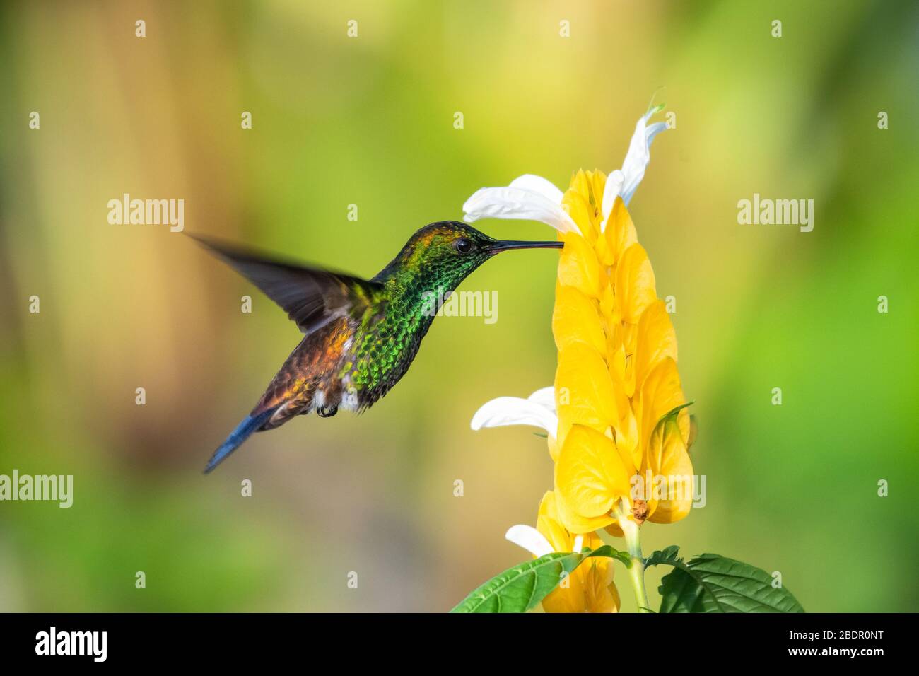 A Copper-rumped hummingbird feeding on the yellow Shrimp Plant in ...