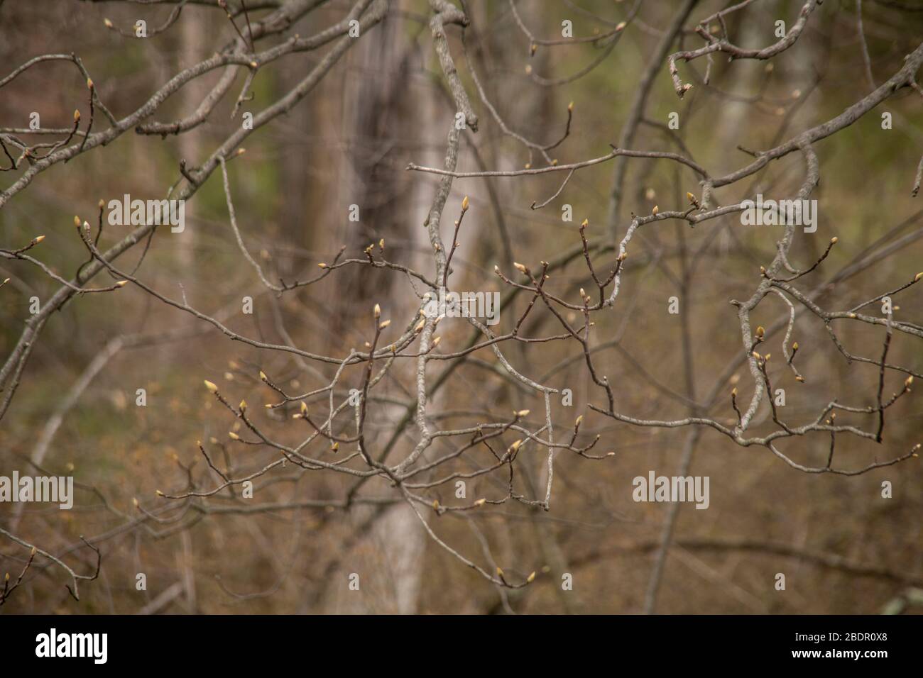 springtime tree buds Stock Photo - Alamy