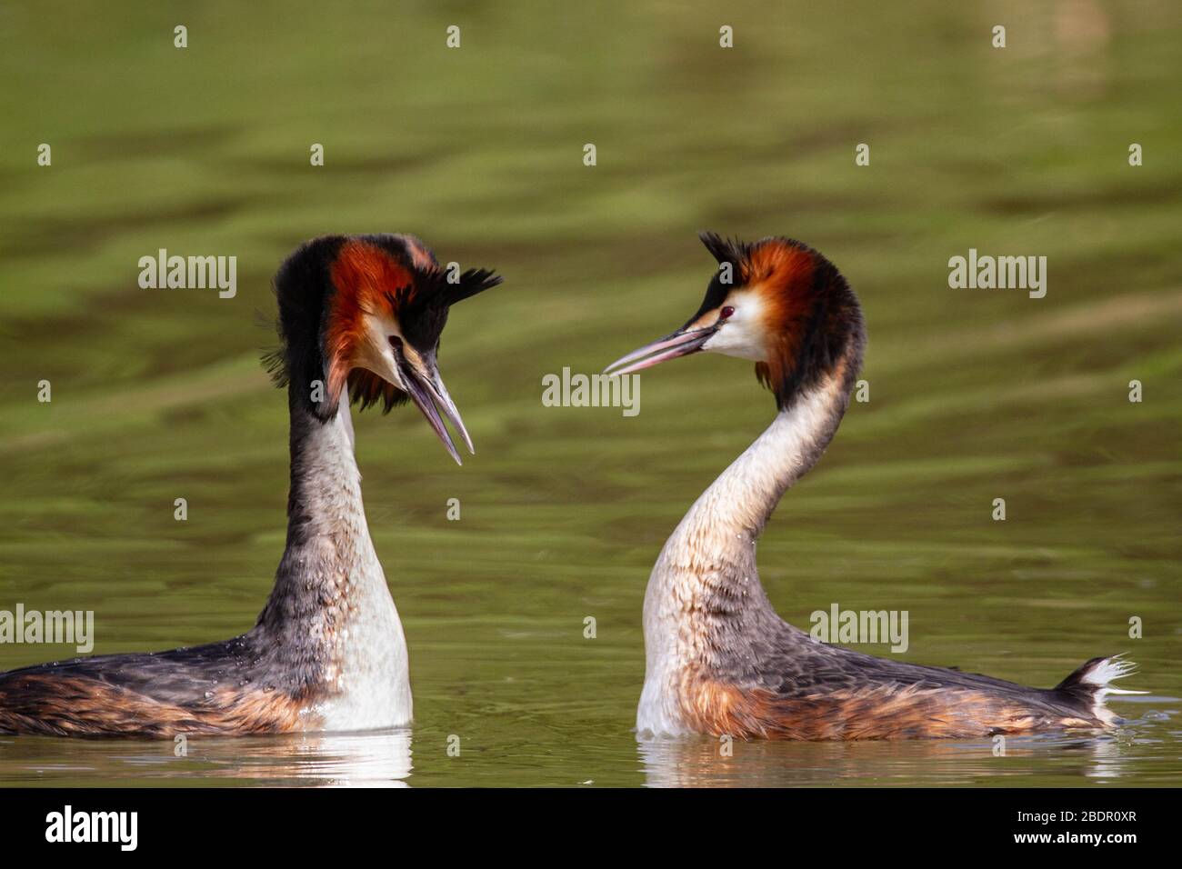Mating of great crested grebes hi-res stock photography and images - Alamy