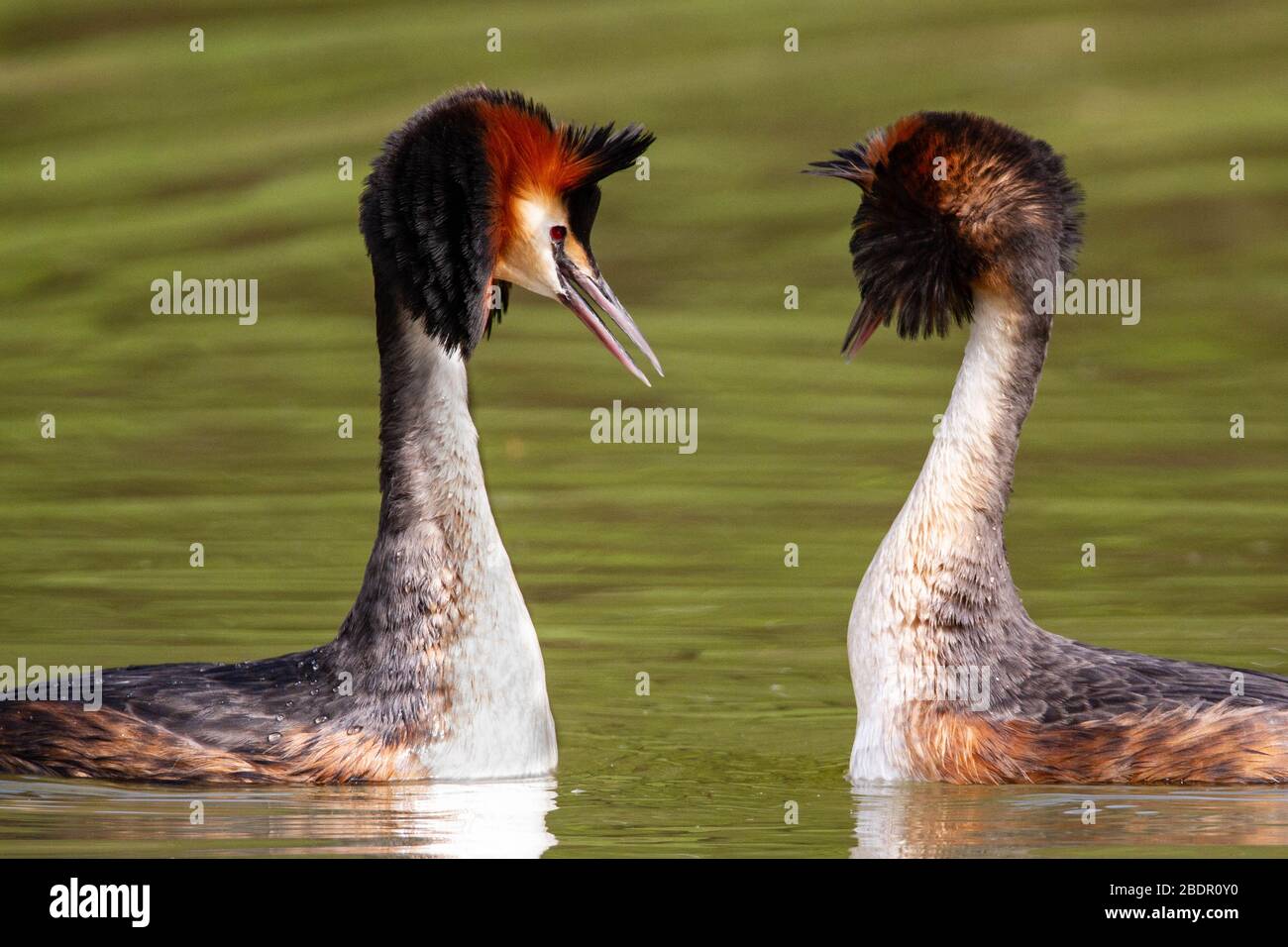 Great Crested Grebes Mating Dance Stock Photo - Alamy