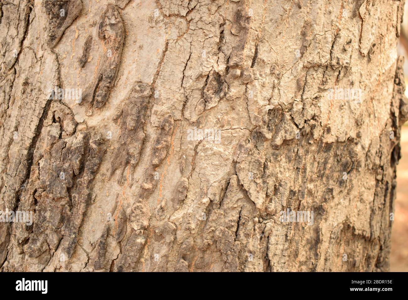 Dry Tree Branch Textured Close-up background Macro Stock Photography ...
