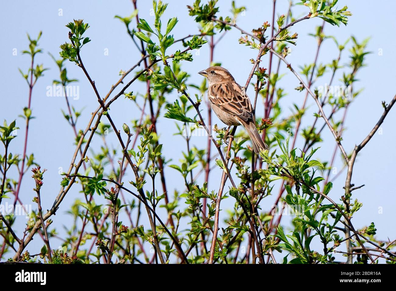 Sparrows lane hi-res stock photography and images - Alamy