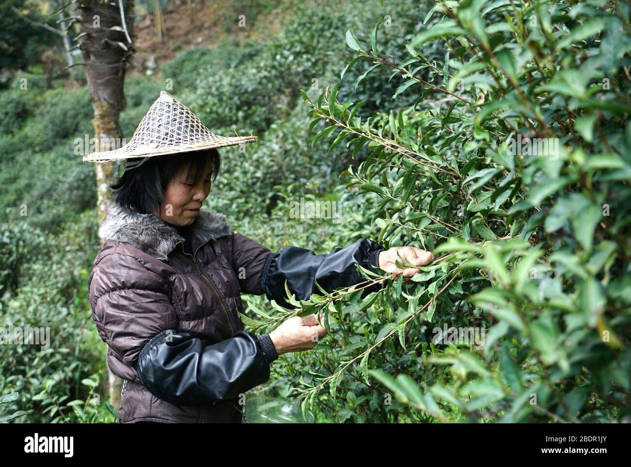 Tea garden fujian hi-res stock photography and images - Alamy