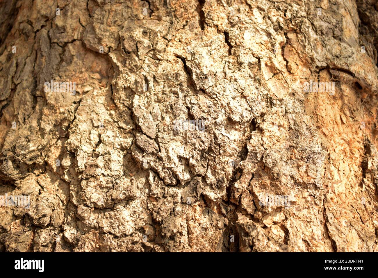 Dry Tree Branch Textured Close-up background Macro Stock Photography ...