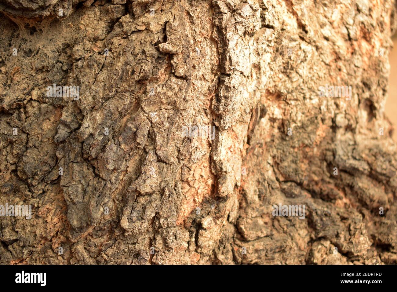 Detailed tree branch hi-res stock photography and images - Alamy