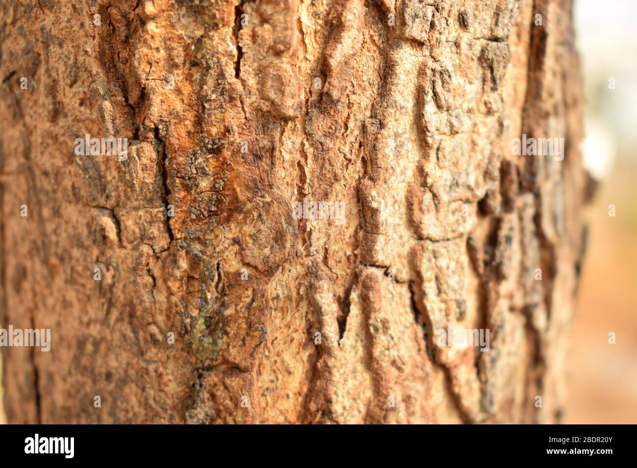 Tree Bark Rugged Texture Background Macro Stock Photography Image Stock ...