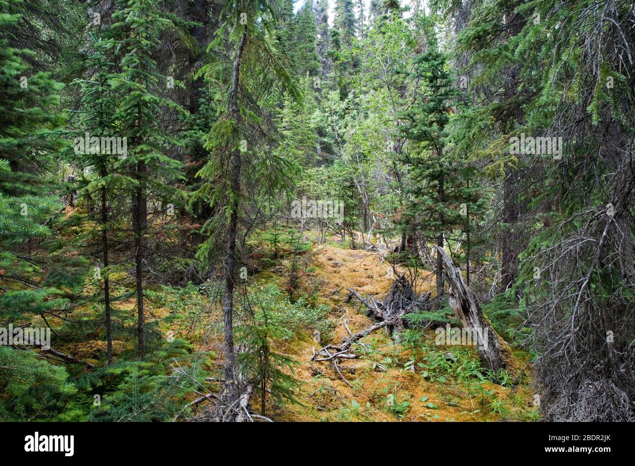 Boreal forest moss hi-res stock photography and images - Alamy Boreal forest moss hi-res stock photography and images - Alamy