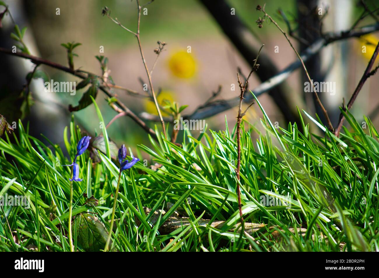 SPRING IS IN THE AIR Stock Photo - Alamy