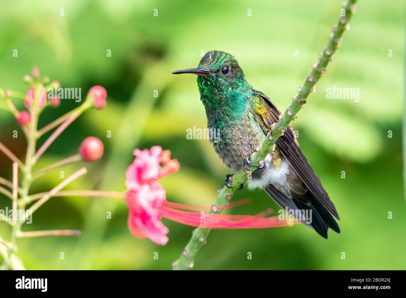 Young hummingbirds hi-res stock photography and images - Alamy