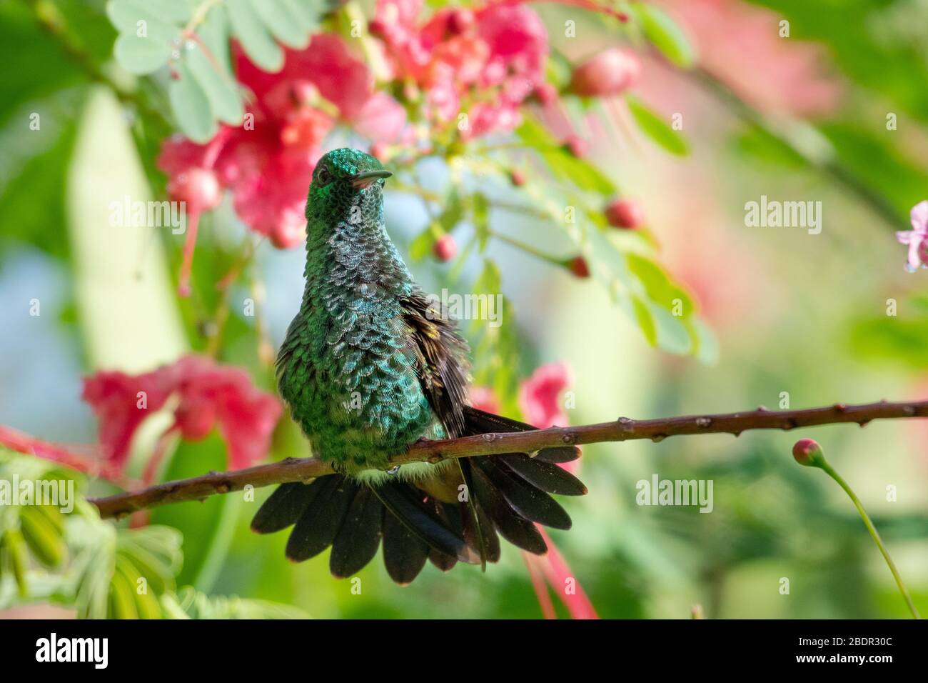 A Copper-rumped hummingbird sunbathing in the bright sunlight in a ...