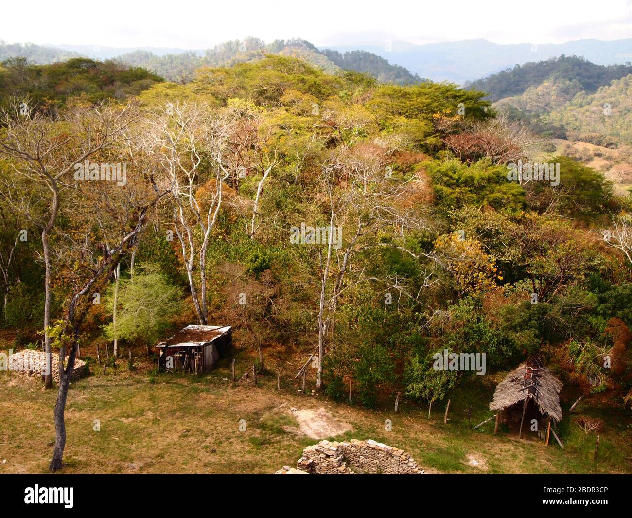 Submontane forests hi-res stock photography and images - Alamy