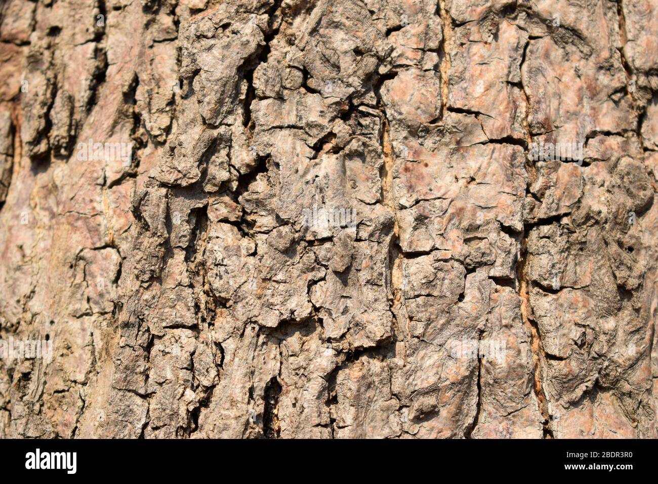 Tree Bark Texture Macro Photography High Resolution Stock Photography ...