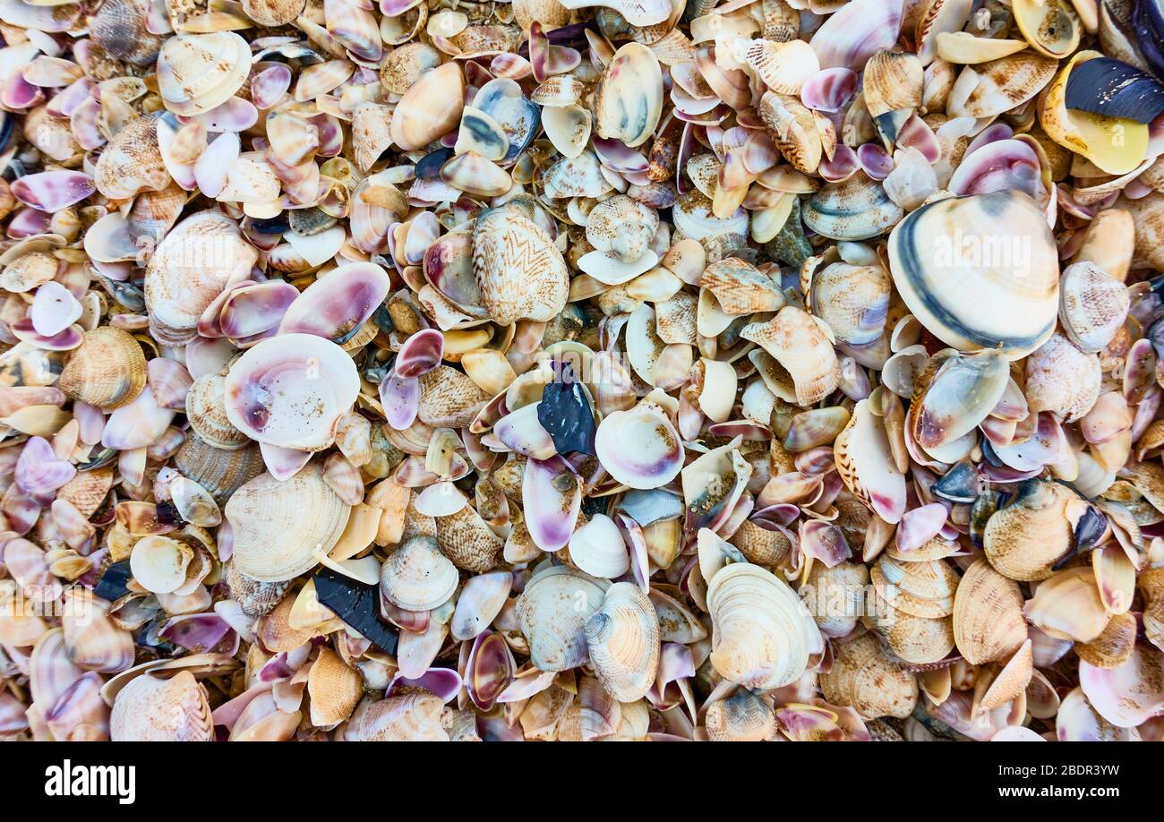 Shells adriatic sea hi-res stock photography and images - Alamy