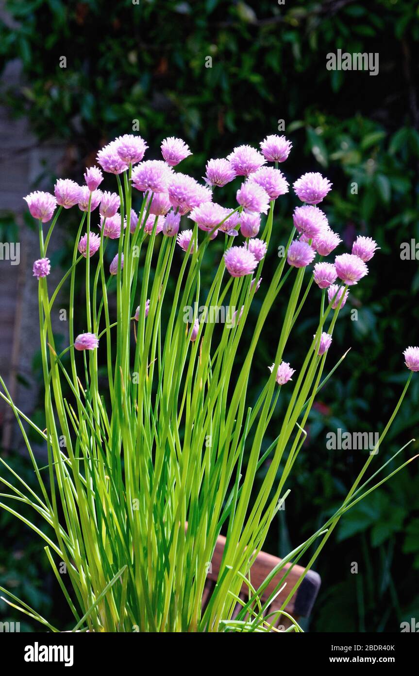 Blue Chives High Resolution Stock Photography and Images - Alamy
