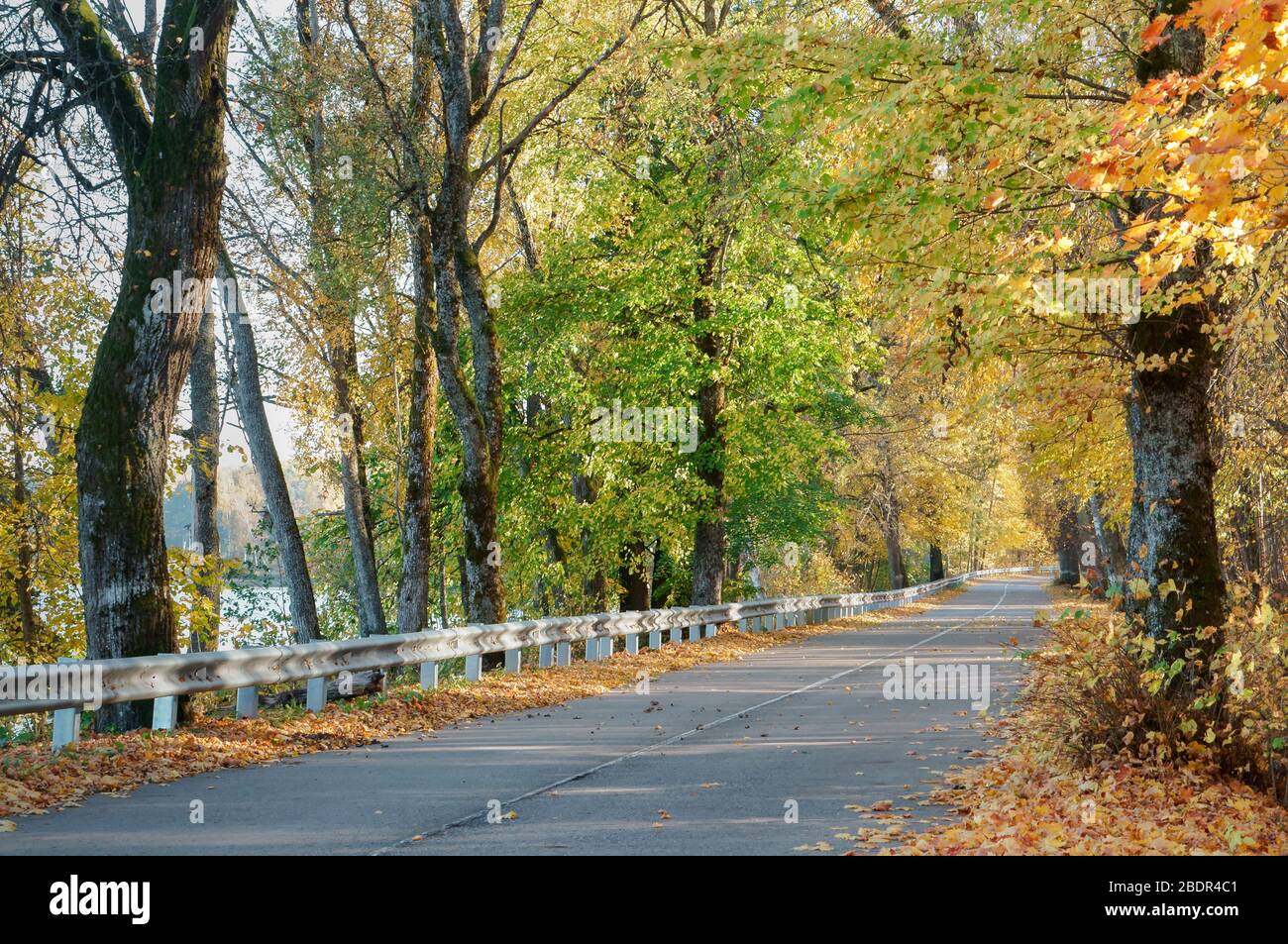 beech grove in autumn, trees with yellowed leaves on the roadside Stock ...