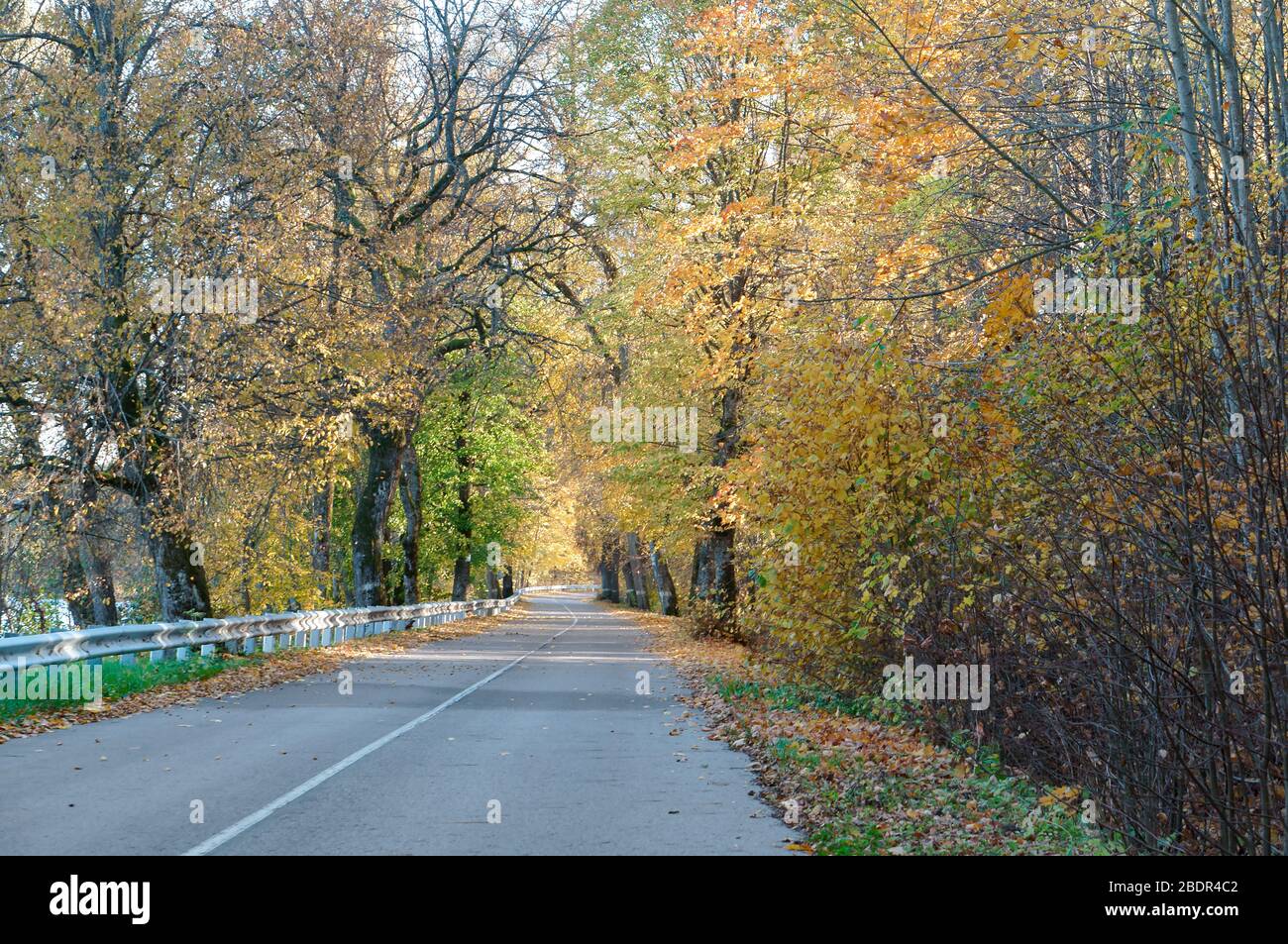 Oak trees on the roadside hi-res stock photography and images - Alamy