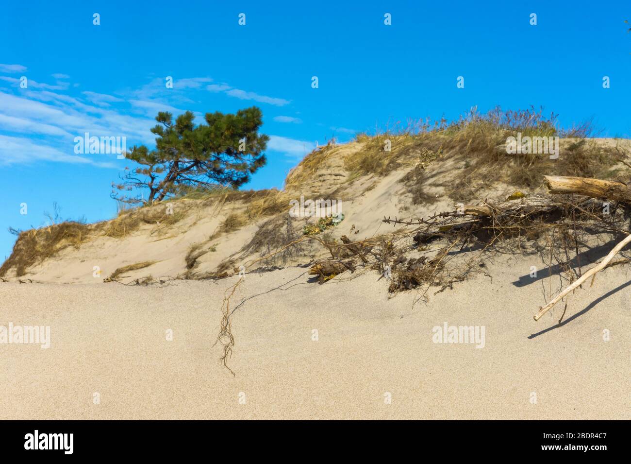sand dunes, young trees on the sea sand Stock Photo - Alamy