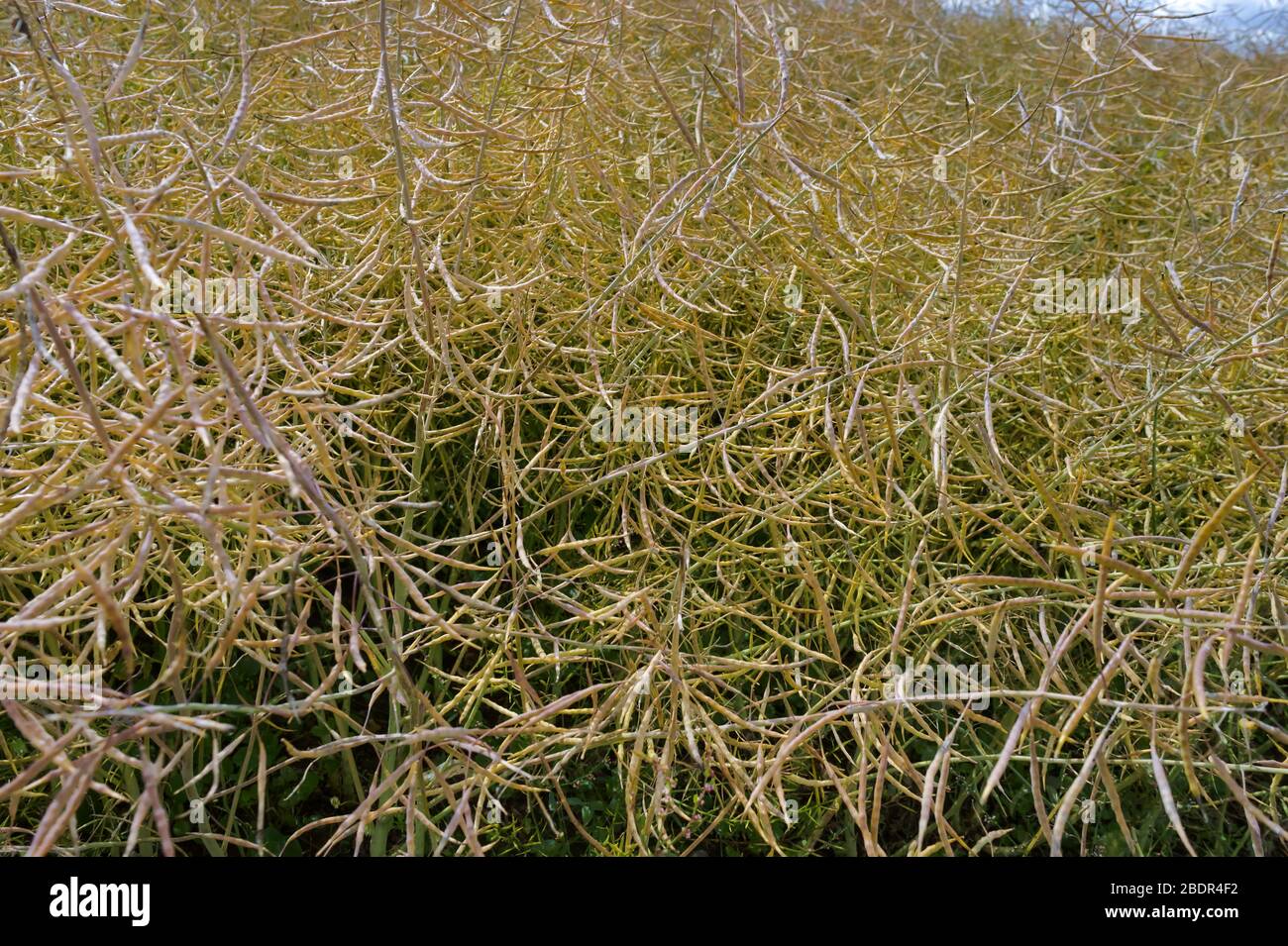 rapeseed field, rapeseed farming culture, rape agricultural Stock Photo ...