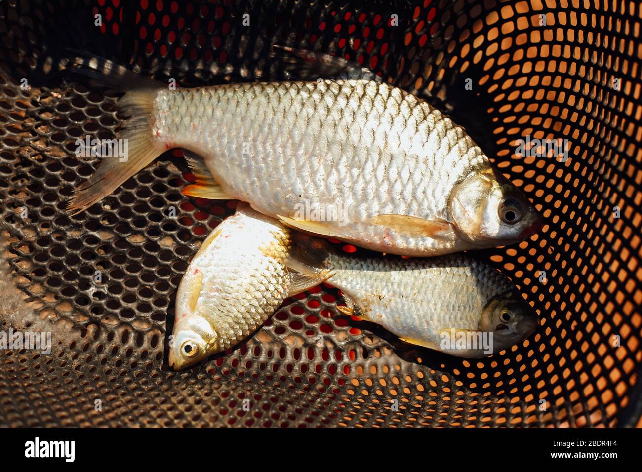 Three fishes hi-res stock photography and images - Alamy