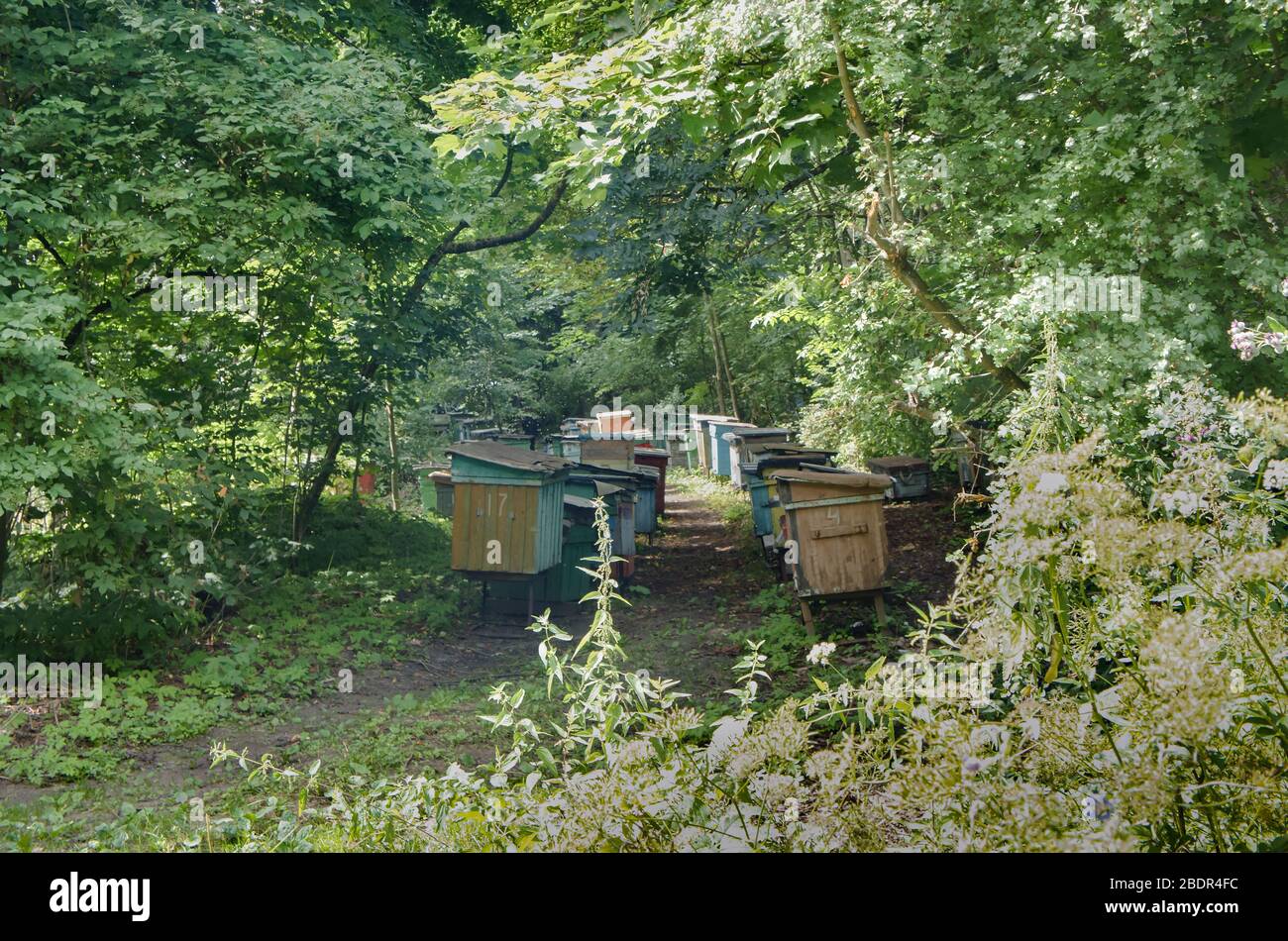 bee apiary in the forest, the houses of bees honey bee farm nature ...