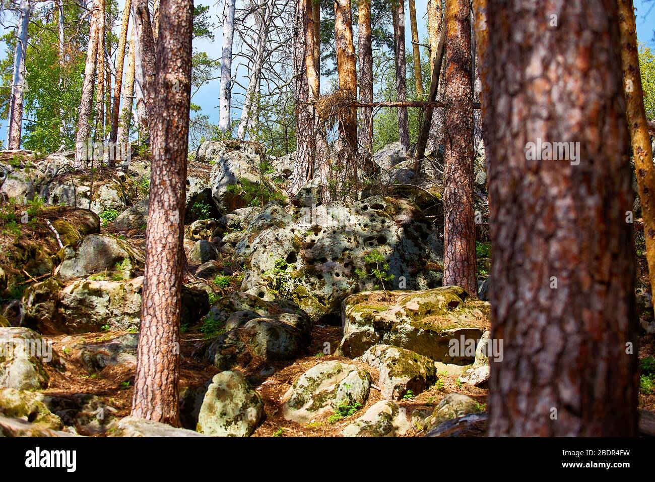 Georgian national forest hi-res stock photography and images - Alamy