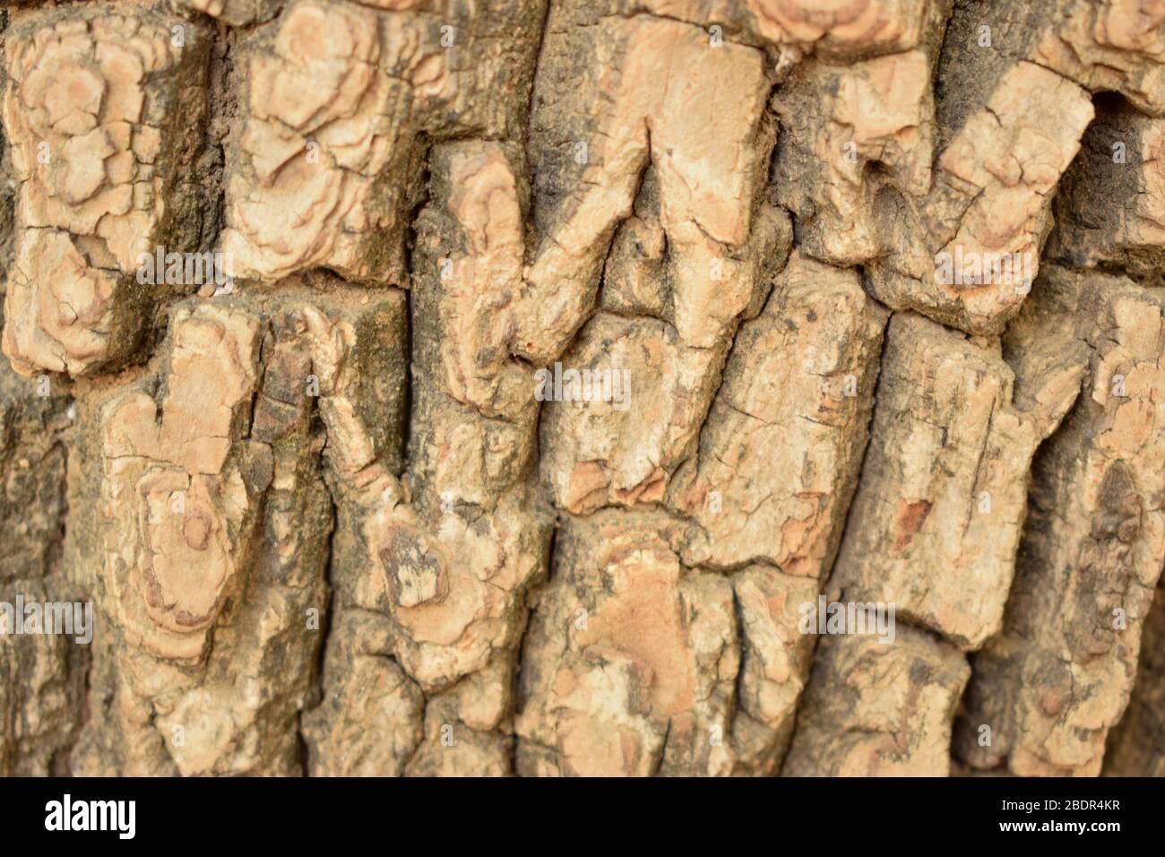 Tree Bark Texture/Pattern close-up Background Macro Stock Photography Image Stock Photo - Alamy