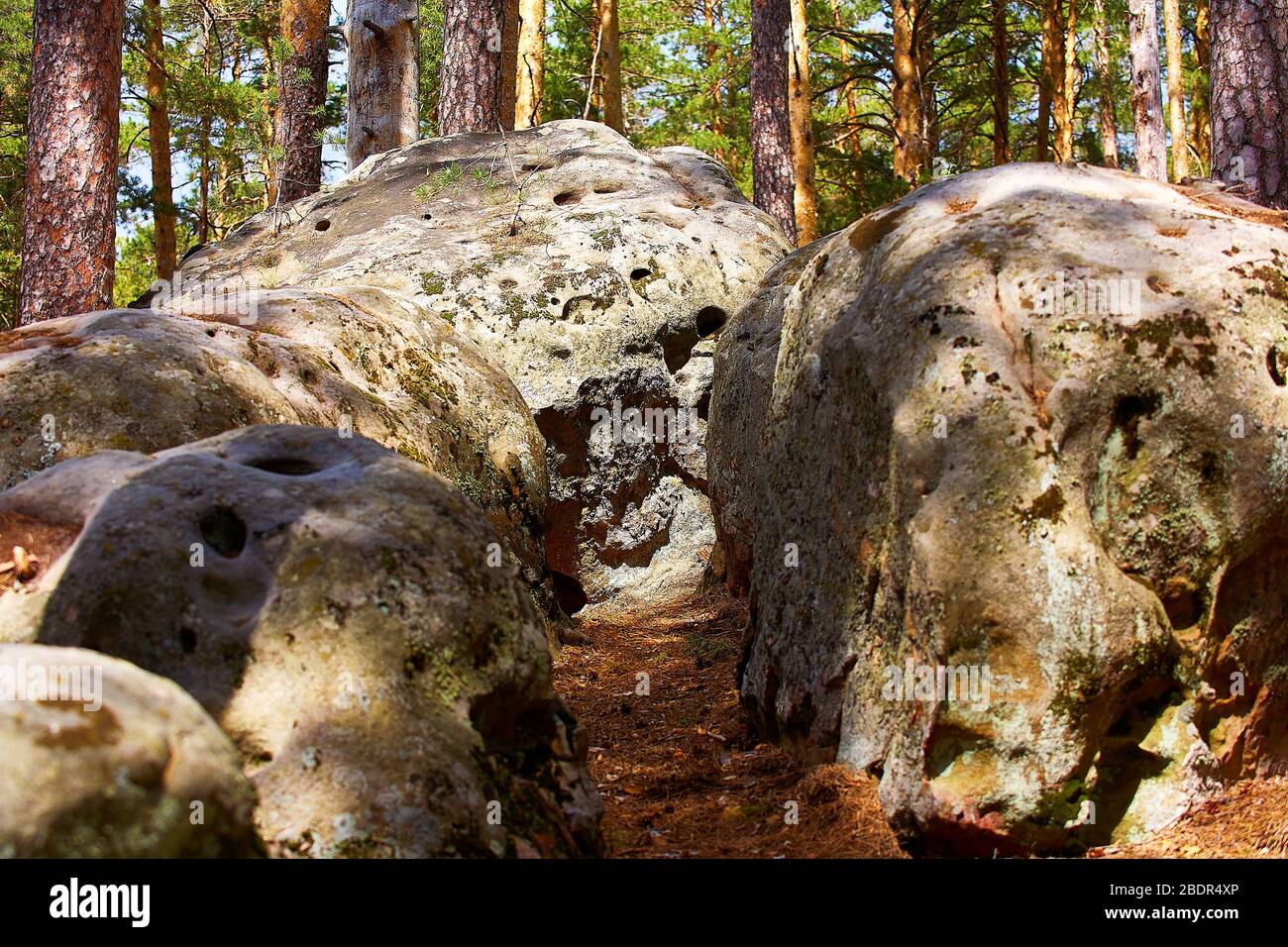 Large rocks in the pine forest. National park Stock Photo - Alamy