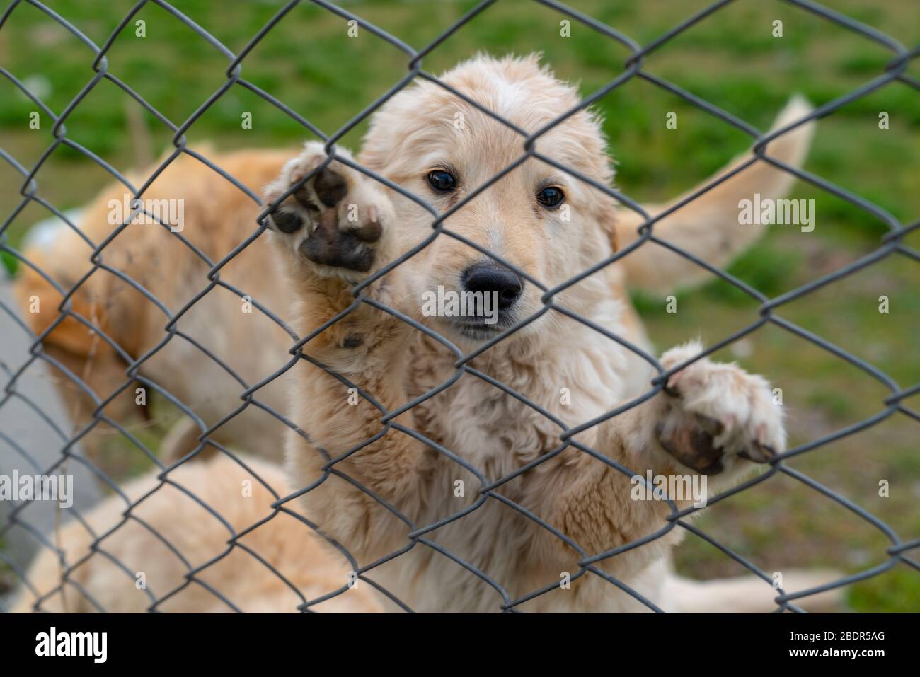 Dog behind wire fence hi-res stock photography and images - Alamy