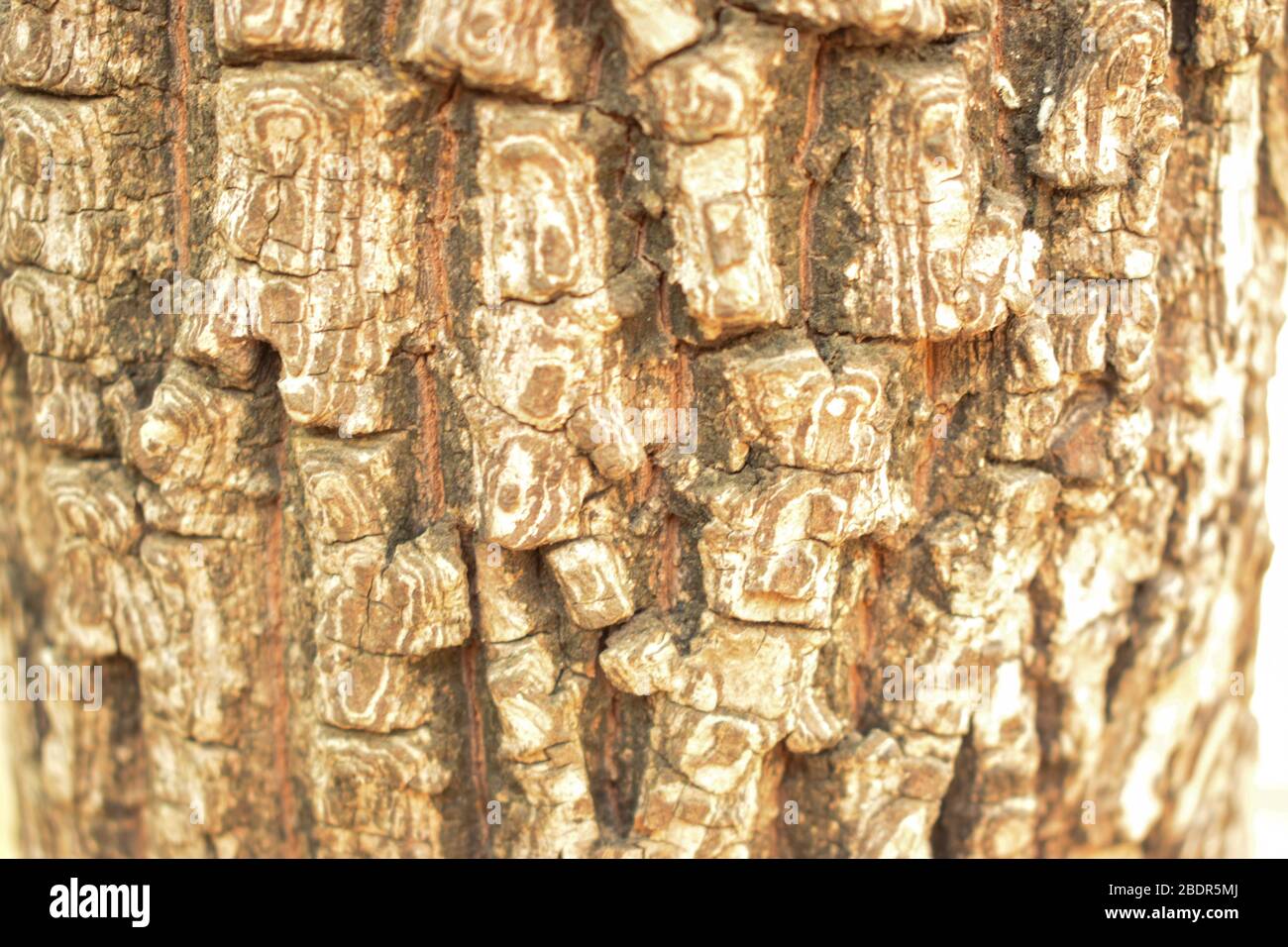 Tree Bark Texture/Pattern close-up Background Macro Stock Photography ...