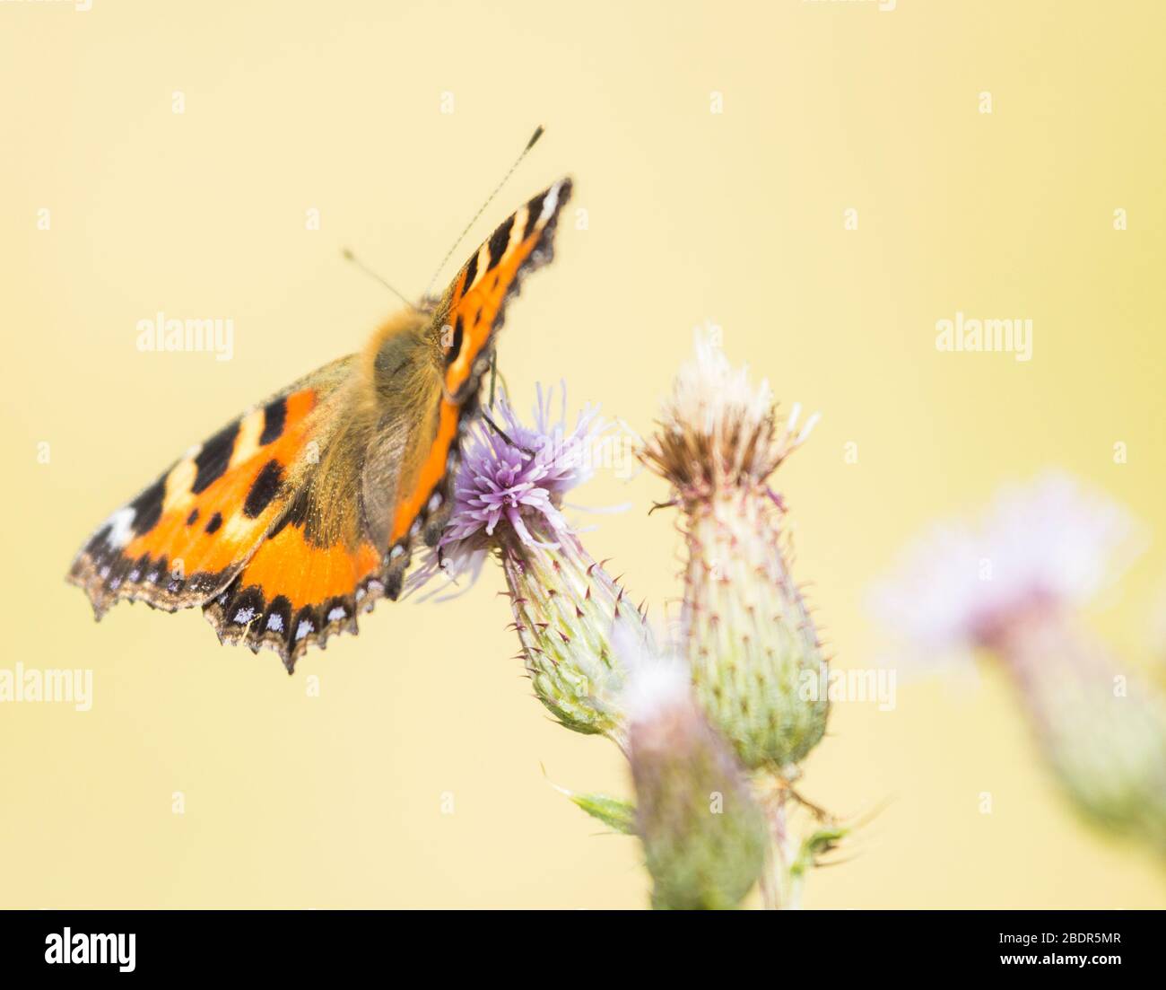 Vanessa cardui flower hi-res stock photography and images - Alamy