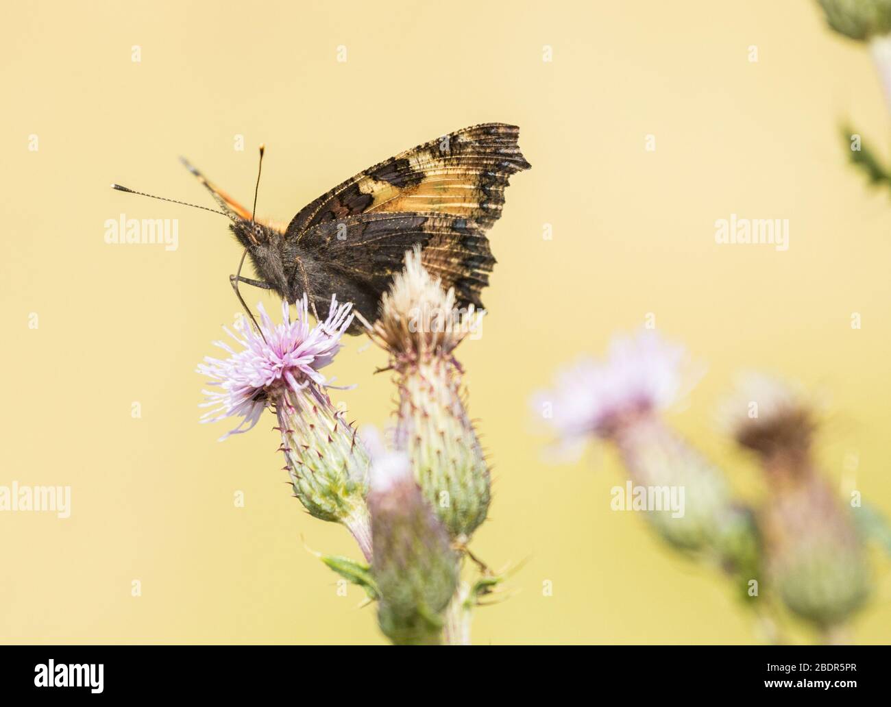 Vanessa cardui flower hi-res stock photography and images - Alamy