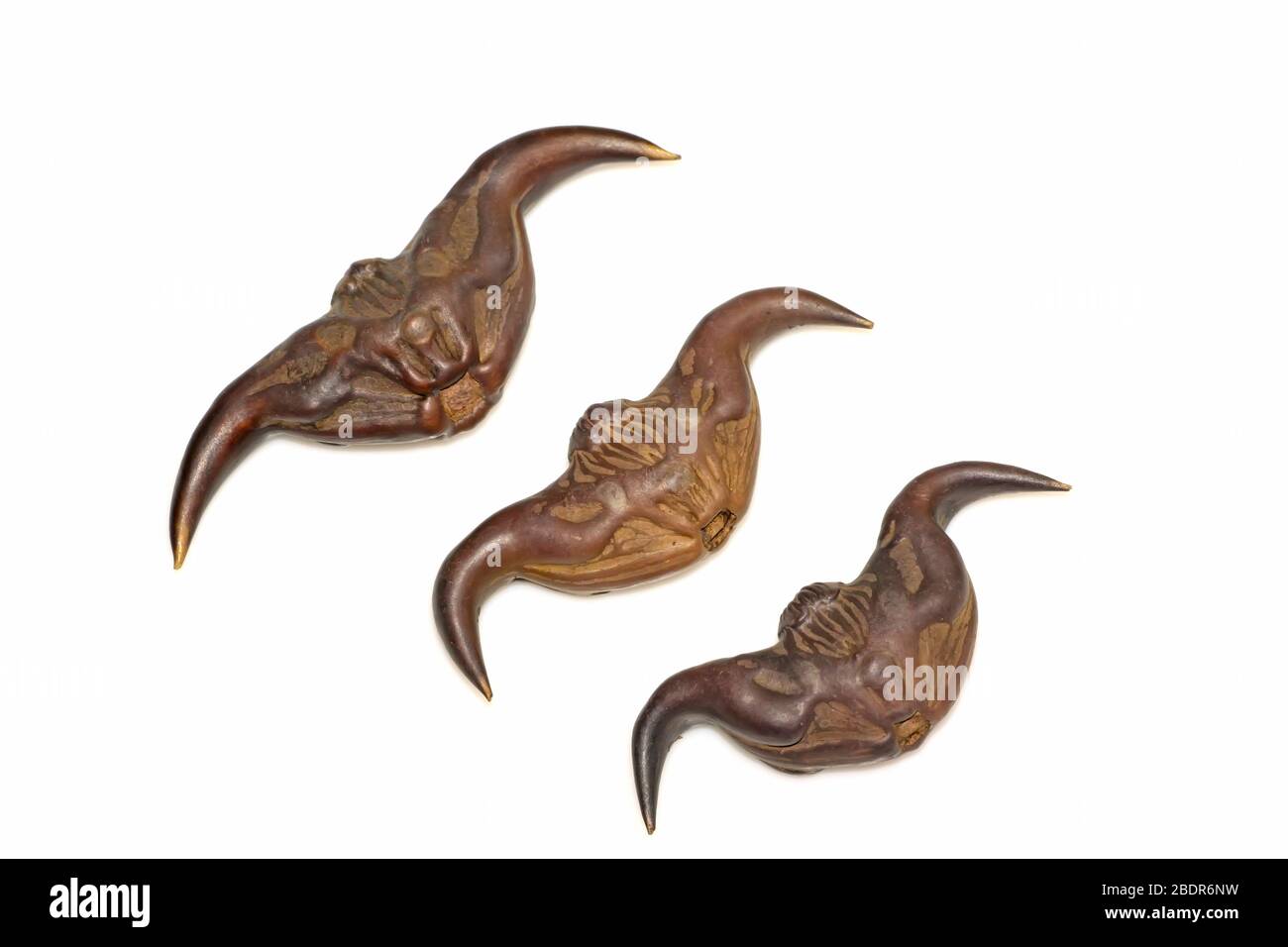 closeup of caltrop in white background Stock Photo - Alamy