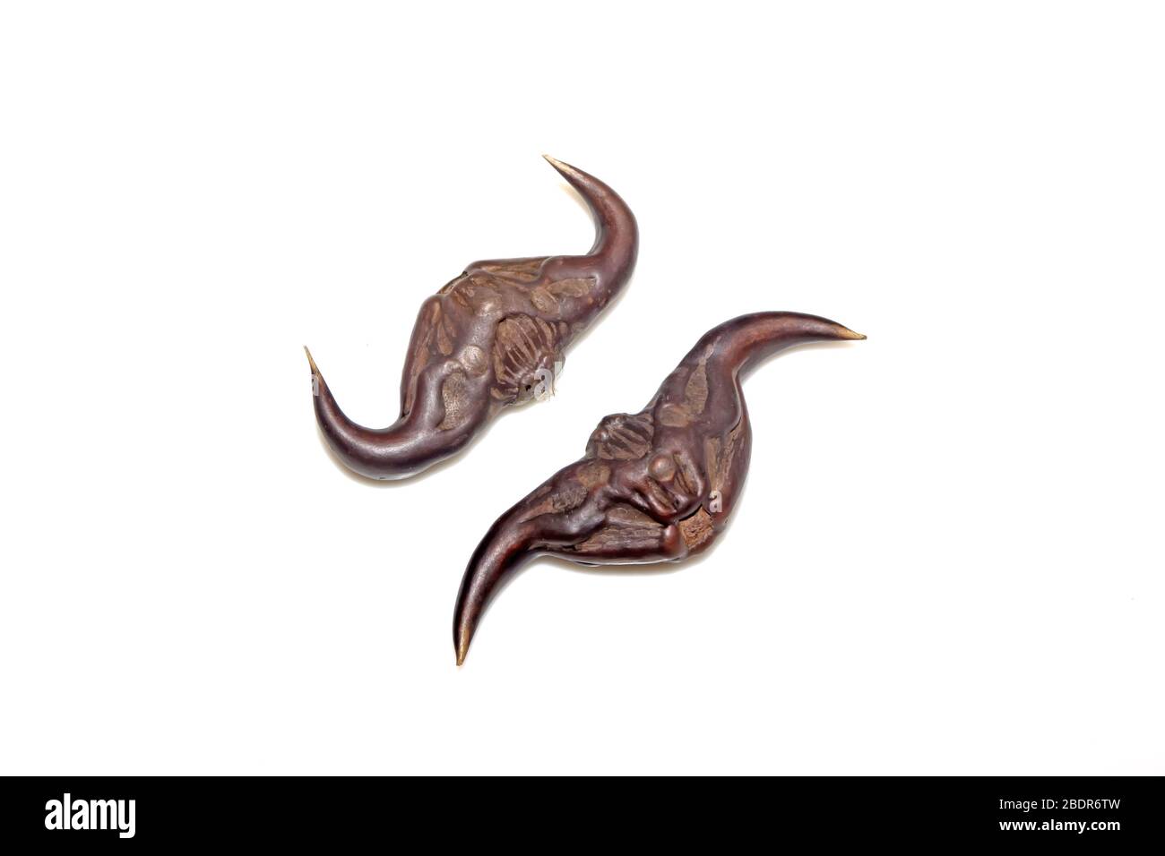 closeup of caltrop in white background Stock Photo - Alamy