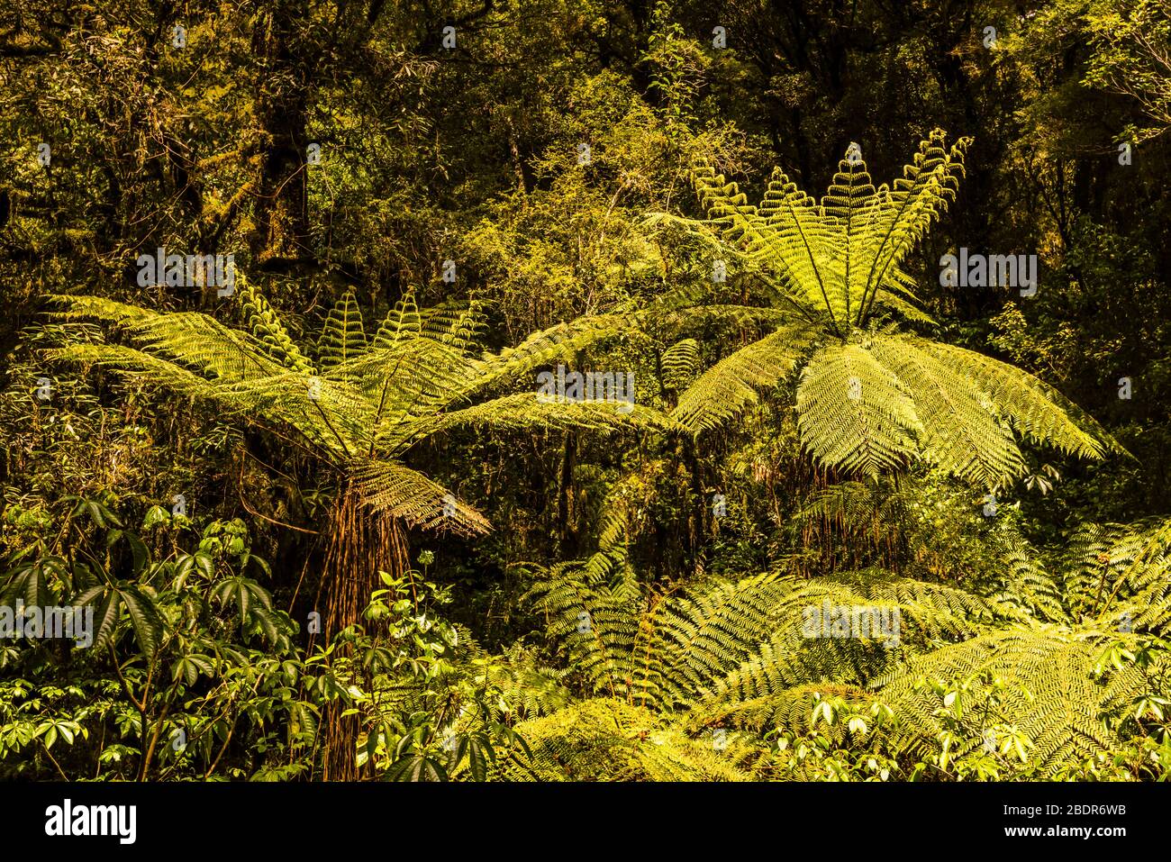 Tree ferns near The Chasm on the Cleddau River, Southland, New Zealand Stock Photo - Alamy