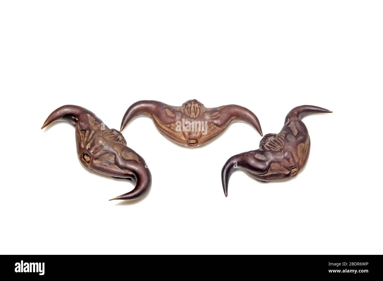 closeup of caltrop in white background Stock Photo - Alamy