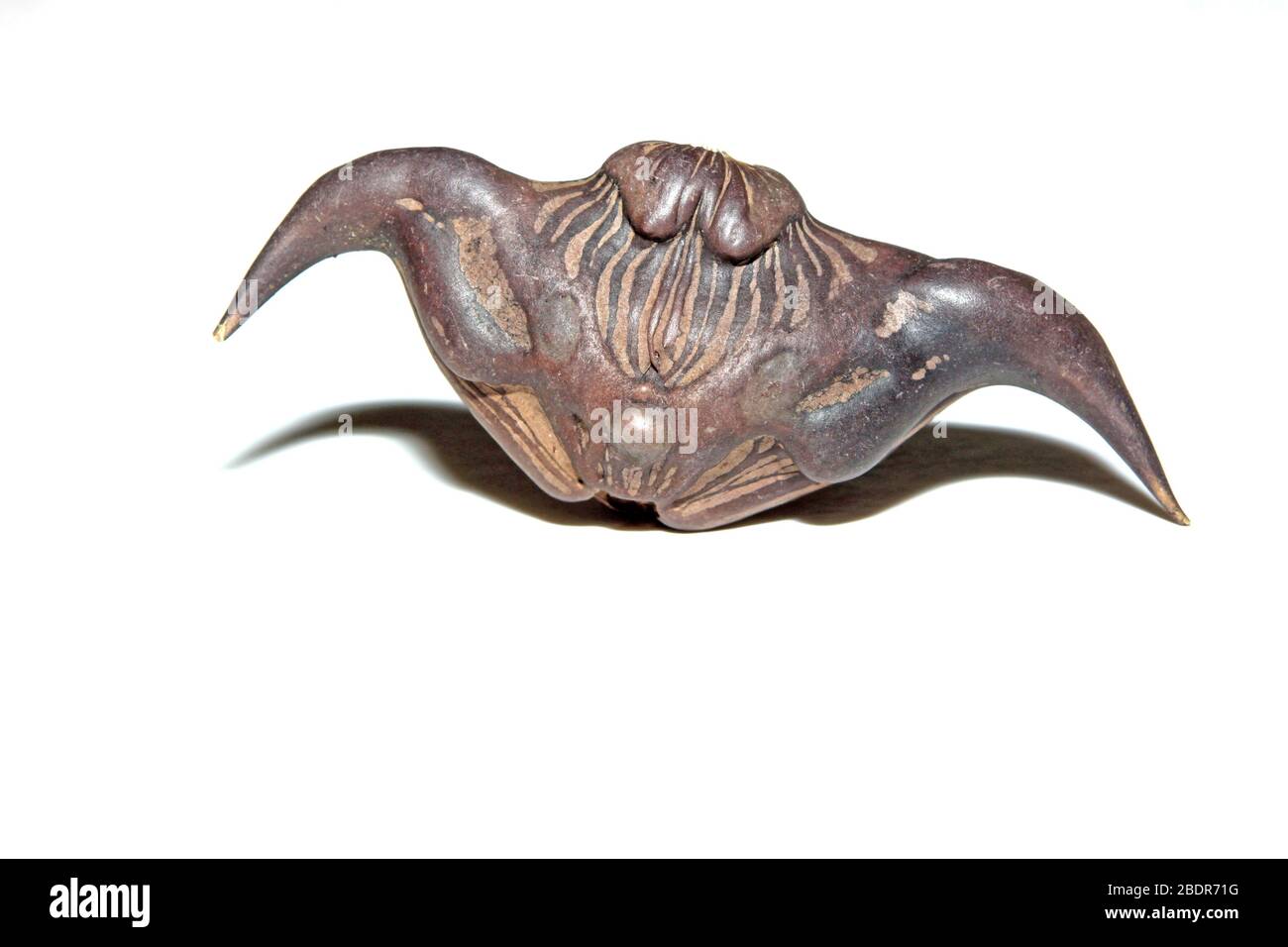 closeup of caltrop in white background Stock Photo - Alamy