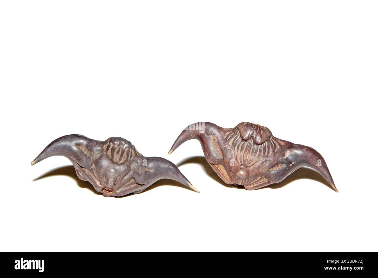 closeup of caltrop in white background Stock Photo - Alamy