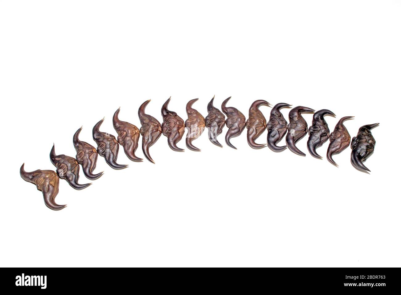 closeup of caltrop in white background Stock Photo - Alamy