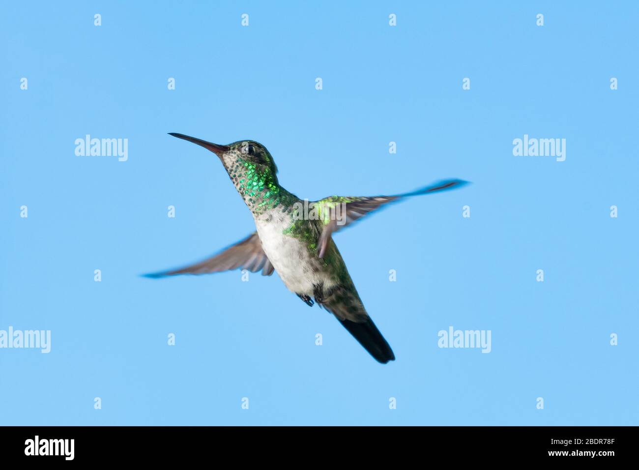 A female Blue-chinned Sapphire hummingbird hovering in the blue sky ...