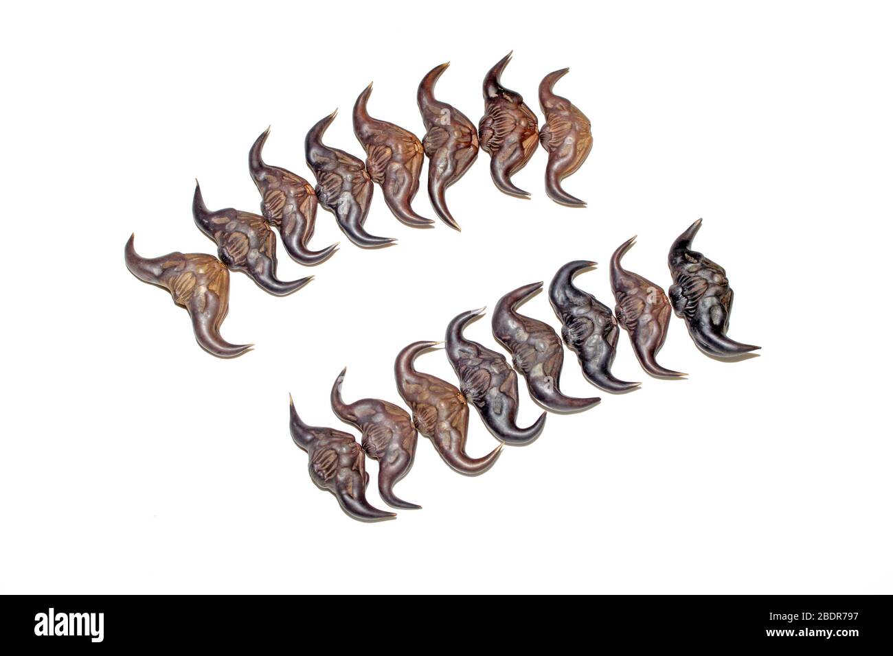 closeup of caltrop in white background Stock Photo - Alamy