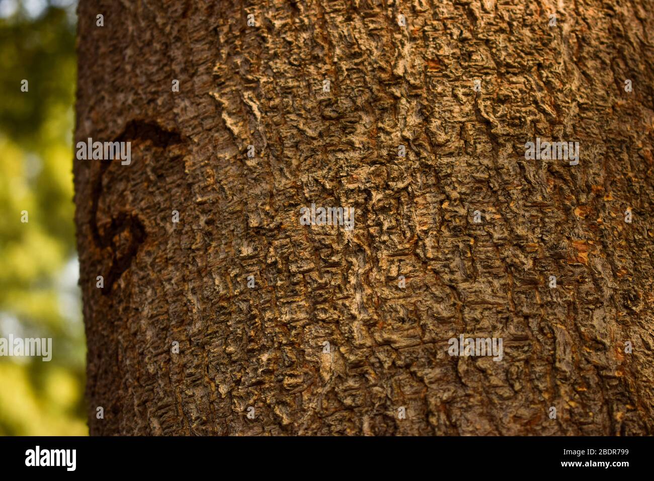 Tree Bark Texture/Pattern close-up Background Macro Stock Photography ...