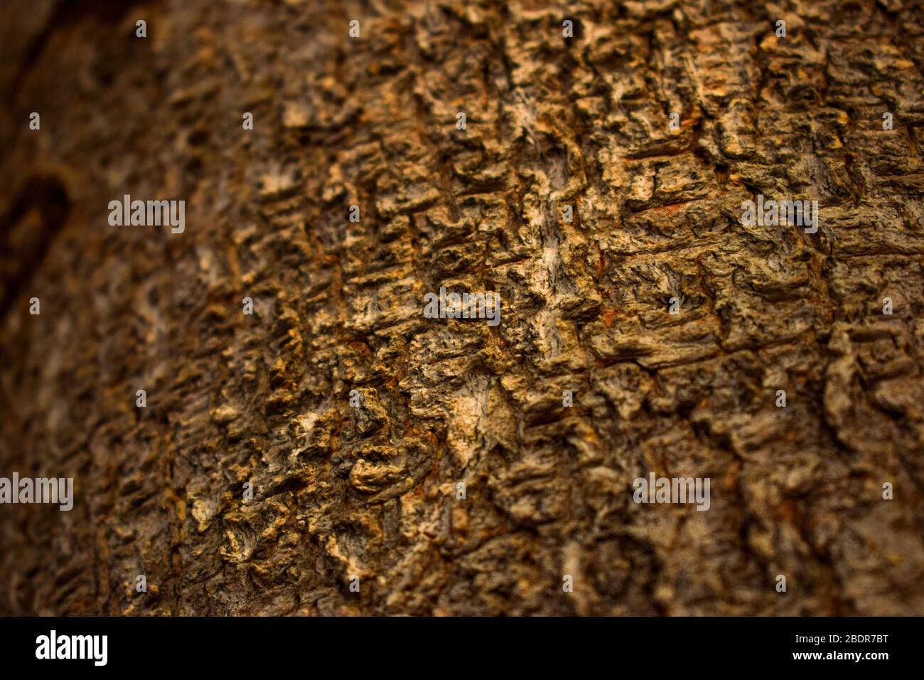 Tree Bark Texture/Pattern close-up Background Macro Stock Photography Image Stock Photo - Alamy