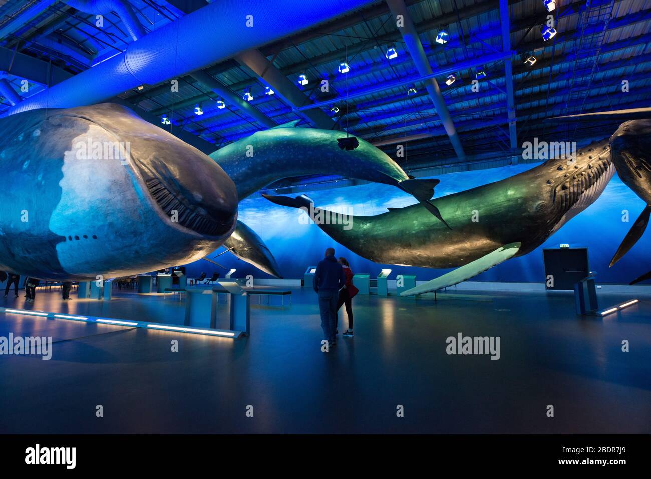 Whales of Iceland exhibition and museum, Reykjavik, Iceland Stock Photo ...