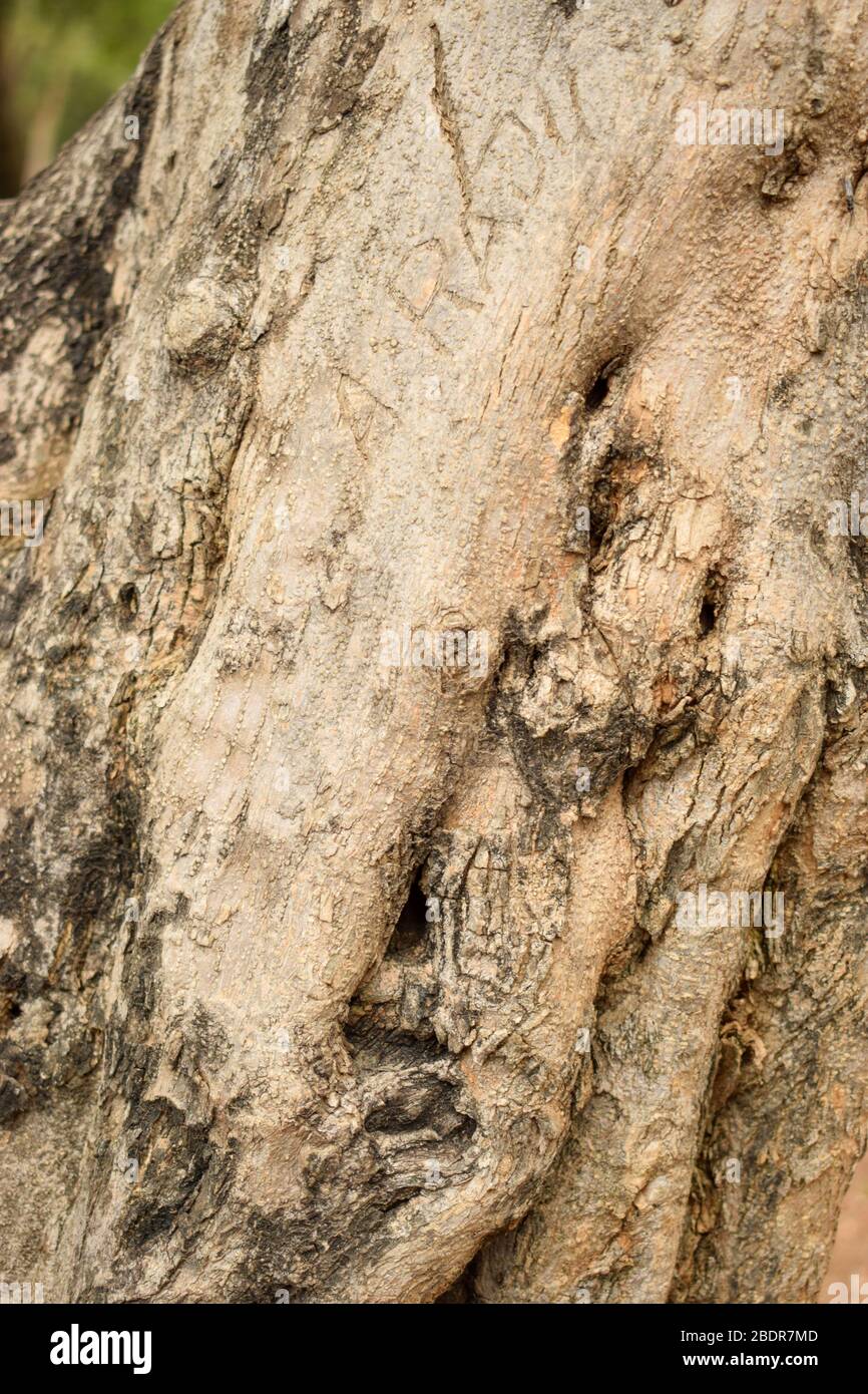 Wood bark texture hi-res stock photography and images - Alamy