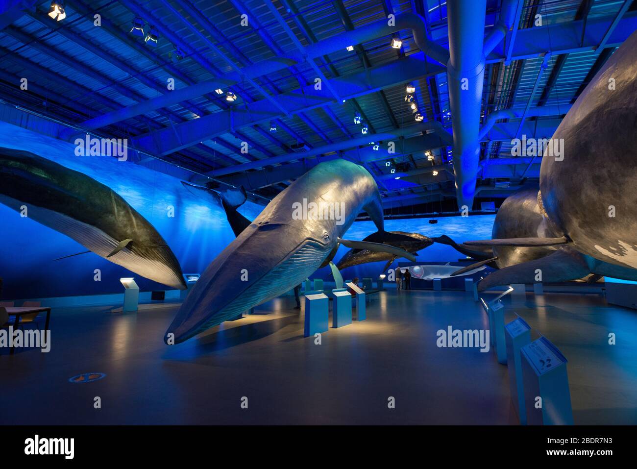 Whales of Iceland exhibition and museum, Reykjavik, Iceland Stock Photo ...