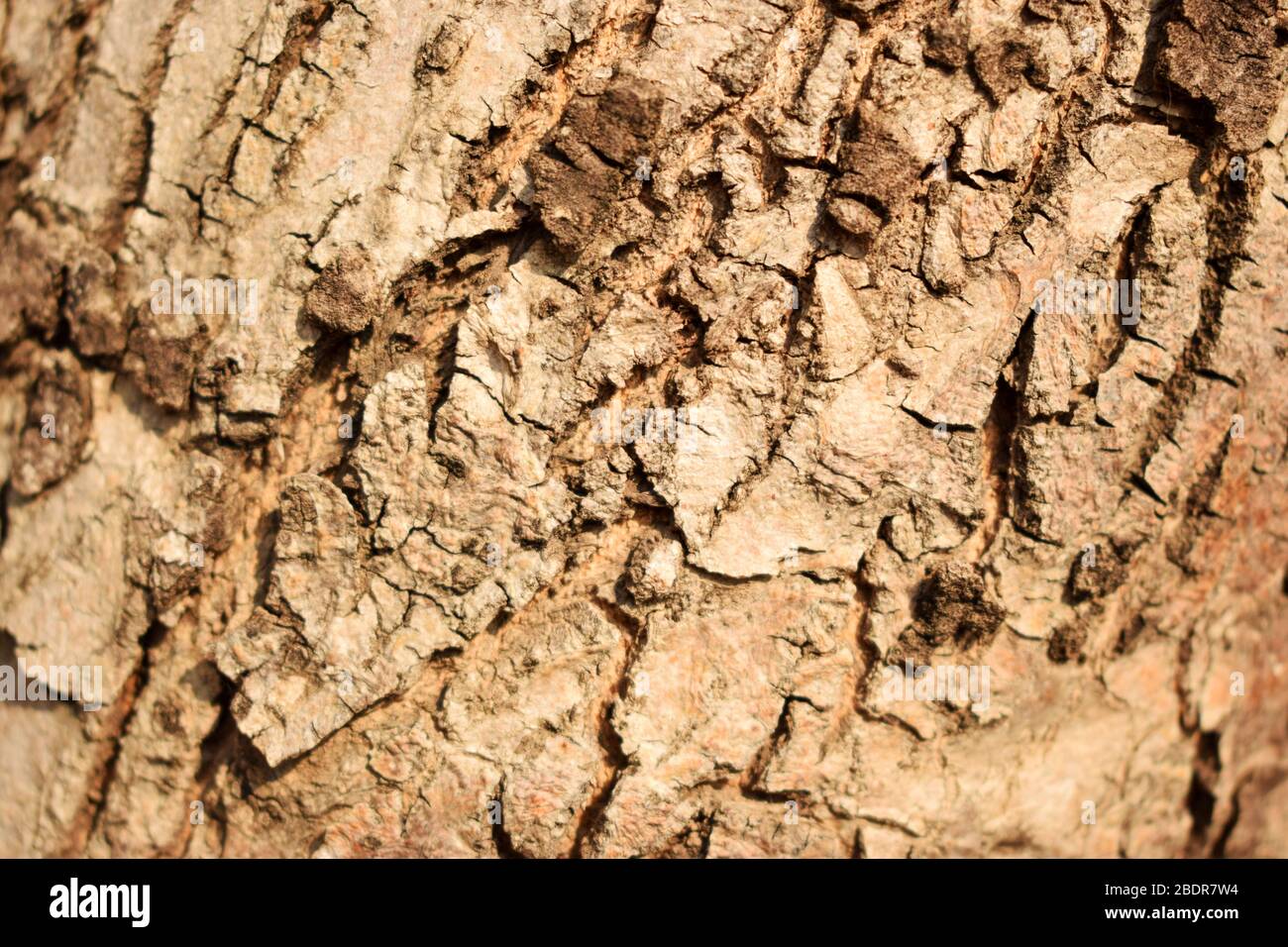 Tree Bark Rugged Texture Background Macro Stock Photography Image Stock ...