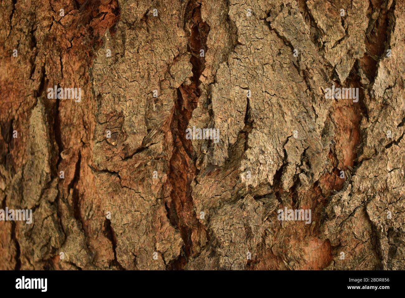Natural Tree Bark/Branches close-up background Stock Photography Image ...